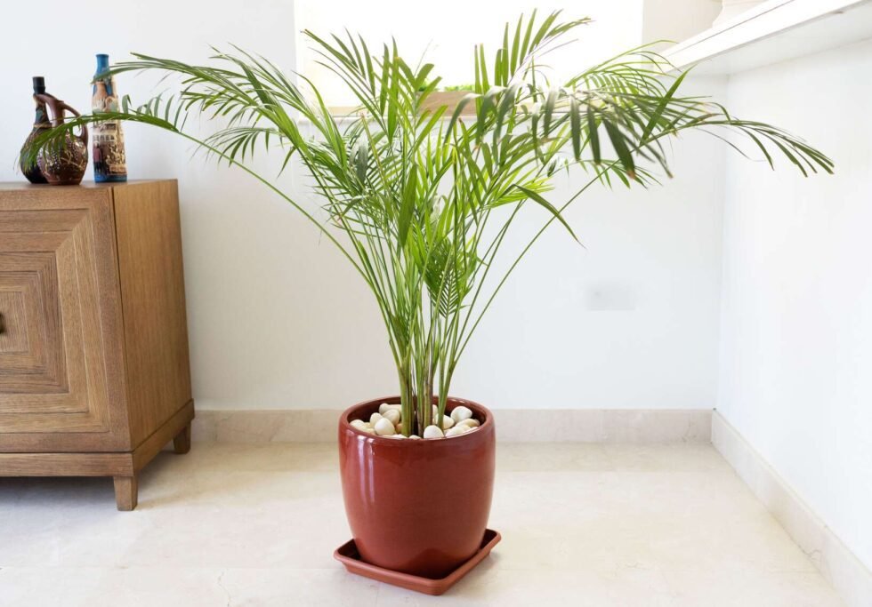 How to Take Care of Lady Palm Indoor Plant