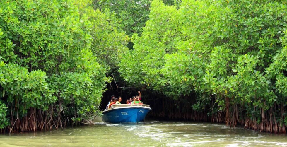 Exploring Pichavaram Mangrove Forest Timings and Tips