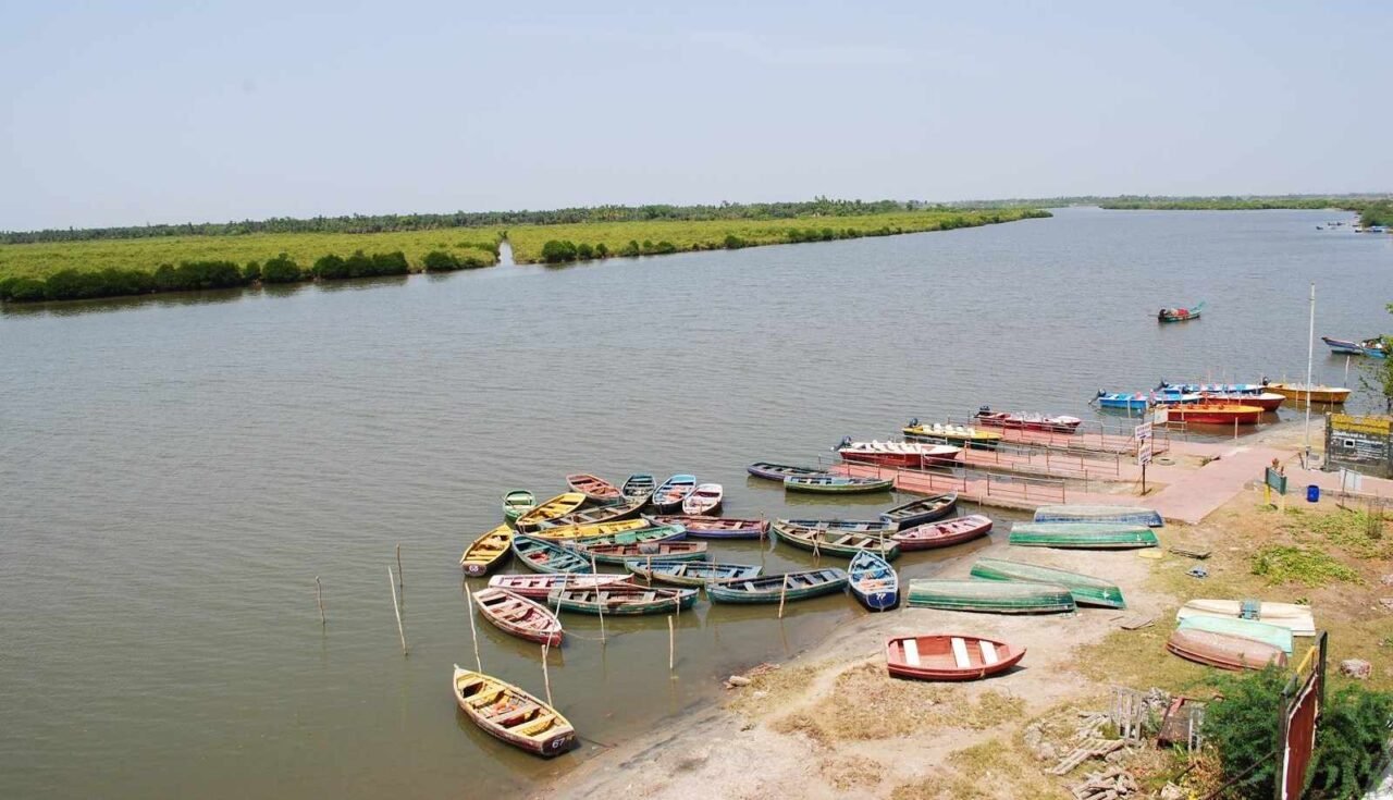 Exploring Pichavaram Mangrove Forest Timings and Tips