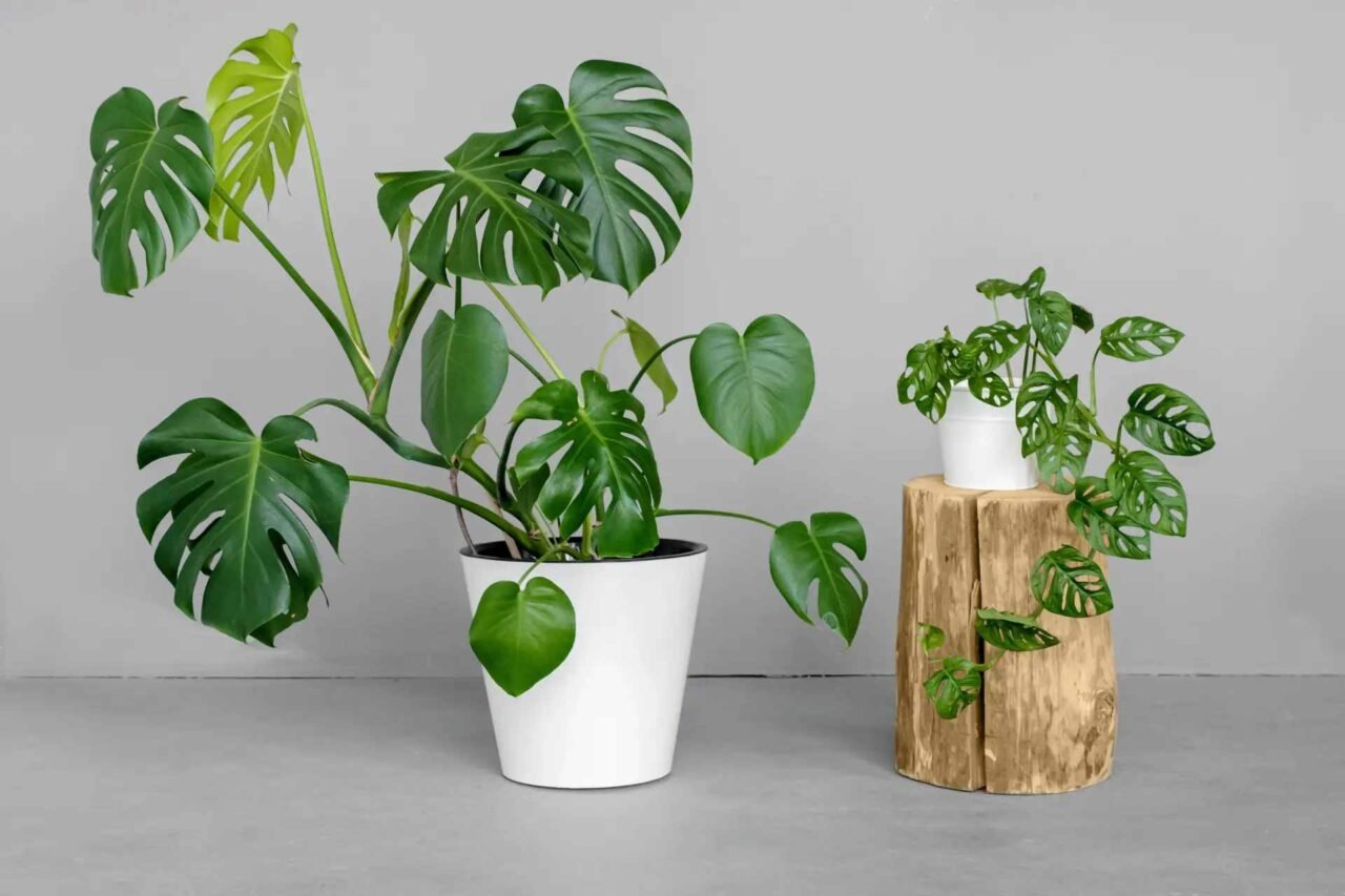 How Is Monstera Toxic to Cats? Knowing the Safety Tips