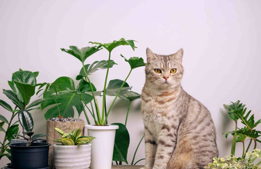 How Is Monstera Toxic to Cats? Knowing the Safety Tips